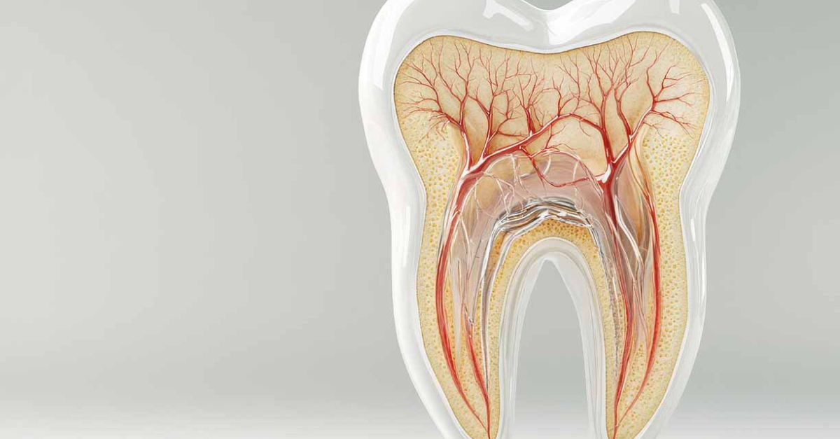 Tooth nerves that serve as pain detectors have another purpose: Tooth ...